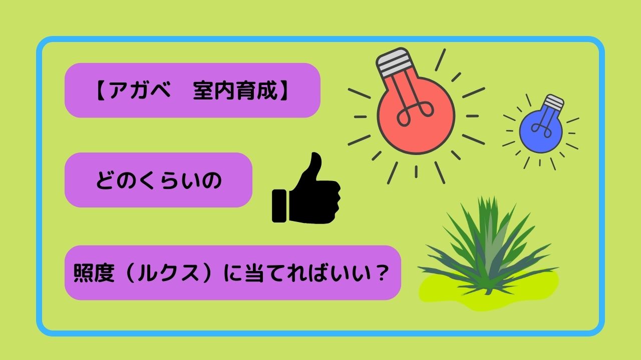 アガベをかっこよく育てるために必要なライトの明るさ（ルクス）は？ - 植物は枯らさない